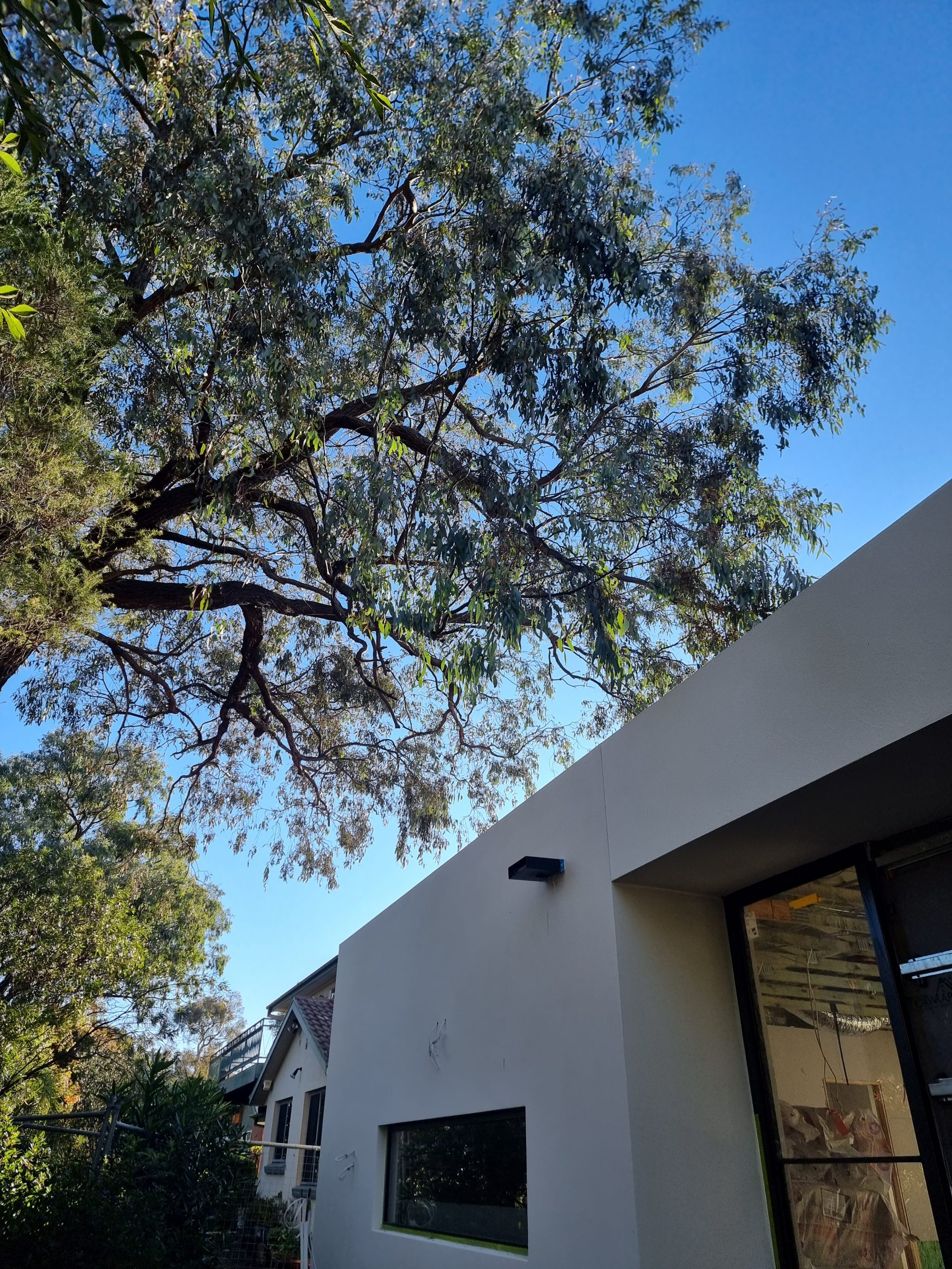 Pruning Canberra - Priority Tree Care