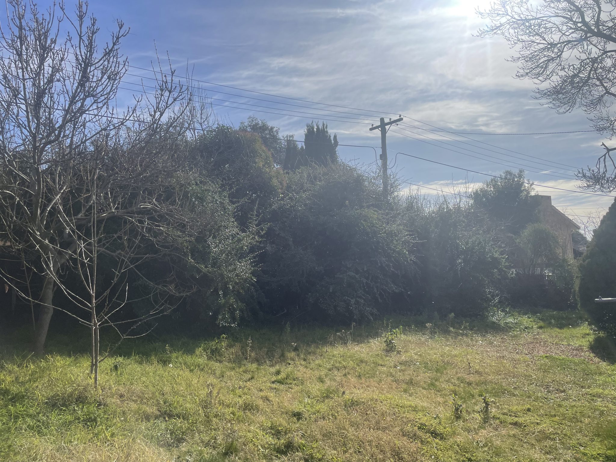 Residential Arborist Canberra - Priority Tree Care