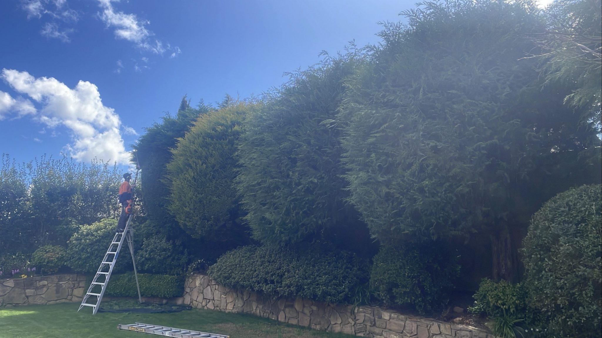 Hedge Trimming Canberra Priority Tree Care